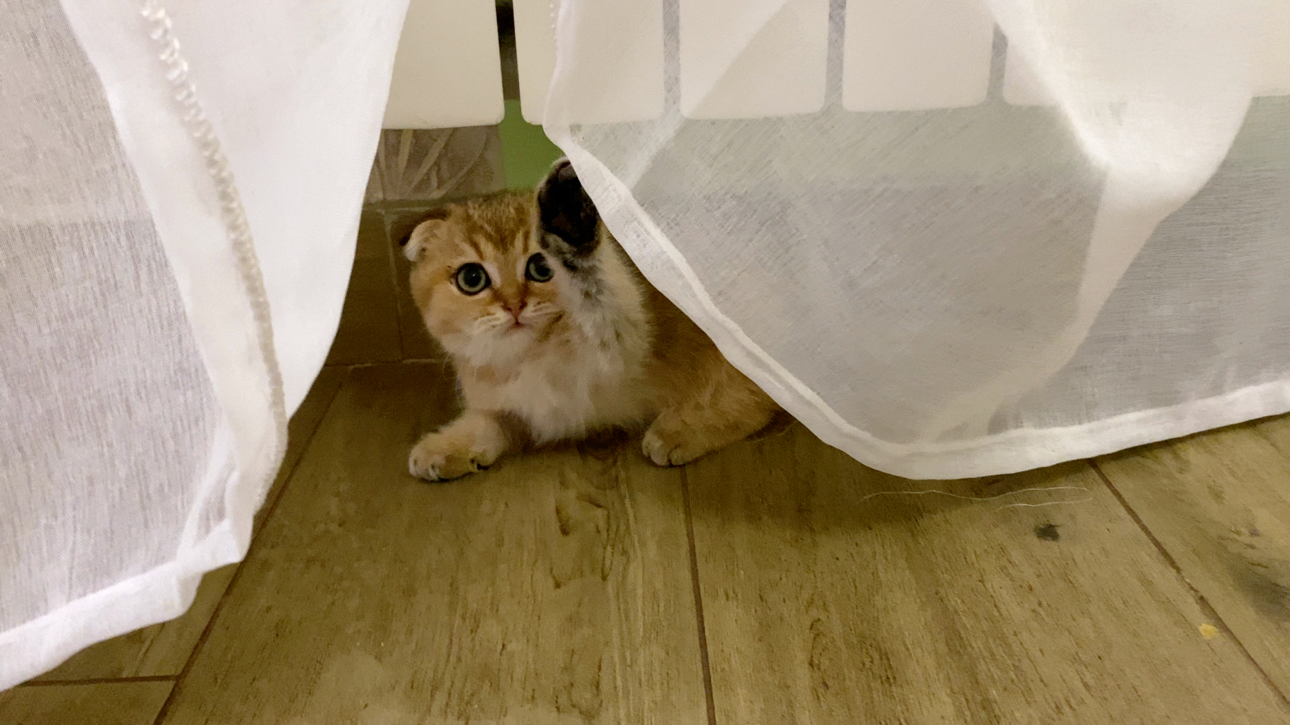 Котёнок оценил новые тюли / Уют в доме