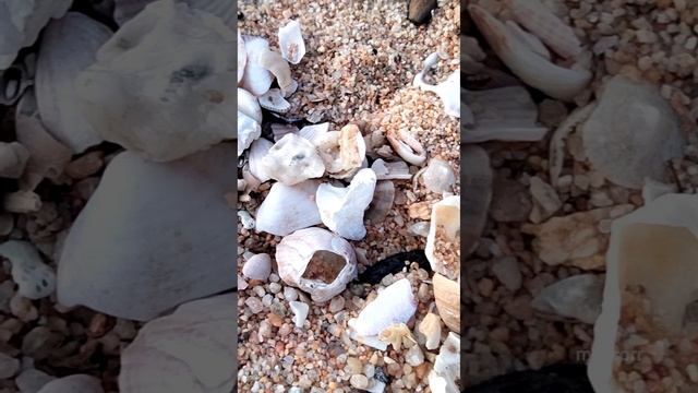 просто ракушки. версия 2.0