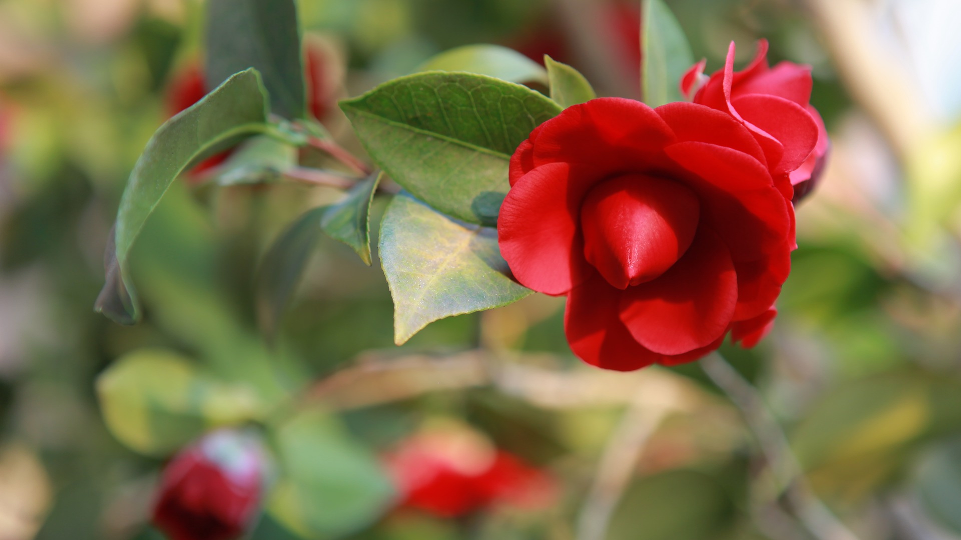 Экхарт Толле - 35. Повседневная жизнь без стресса, озвучивает Nikosho.mp4