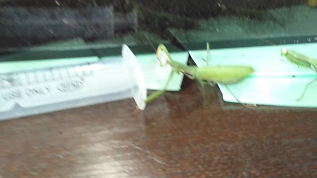 богомолы вдвоём прижились