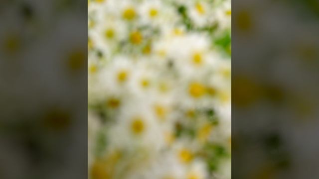 «Снежная Королева. Limited Edition» 2022