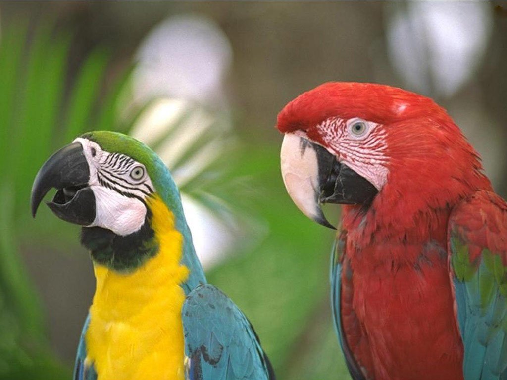 Попугаи джунглей Амазонки ИМПРОВИЗАЦИЯ композитор Виктор Анохин #viktorjazz #instrumentalmusic #funk