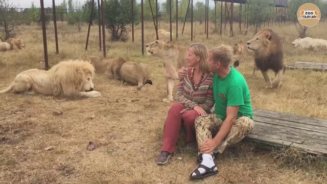 Утреннее сафари Татьяны. Тайган |