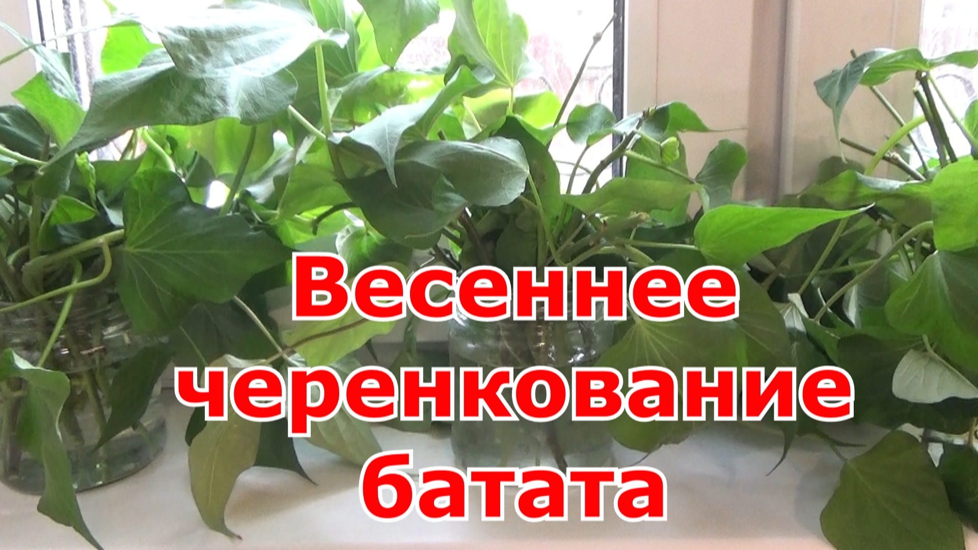 Черенкование батата весной. Лучший способ размножения батата - осенним черенком выросшем на окне