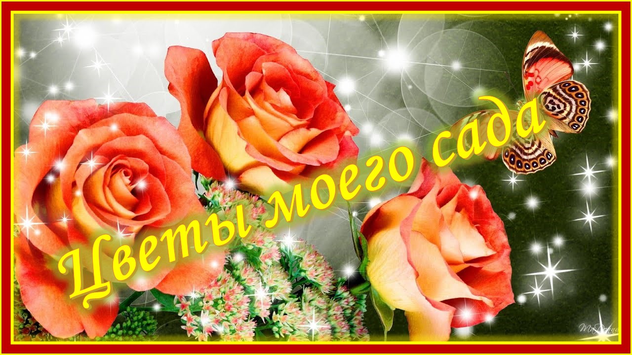 Цветы моего сада. Красивые цветы. Какие цветы растут у меня в саду