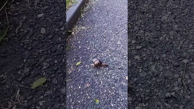 Турбо-чки, они такие Турбо-чки!