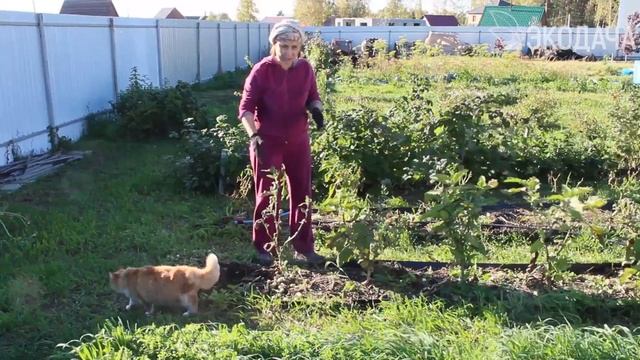 Почему в сентябре не сажаем сидераты.