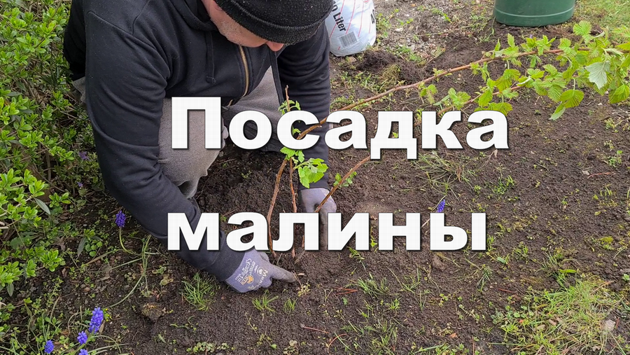 Посадка малины весной, просто и быстро без заморочек. Очень сладкая малина.
