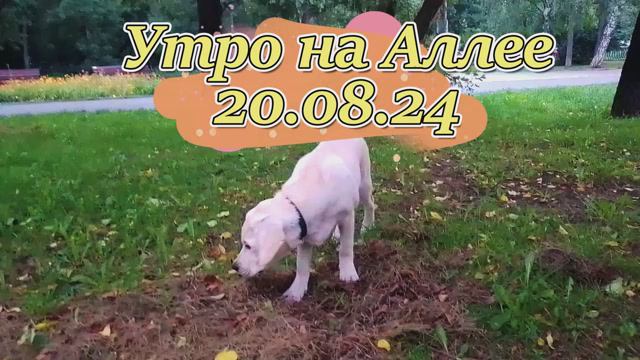 Утро на Аллее 20.08.24