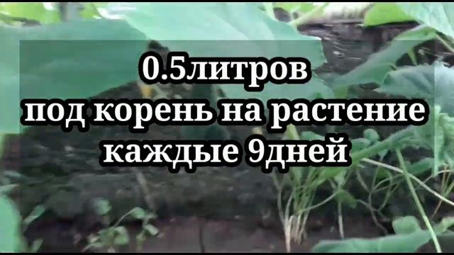 Подкормка огурцов