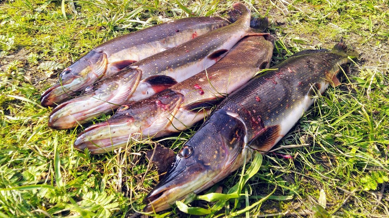 Щука на спиннинг. Ловля щуки в сентябре на разливах)))))