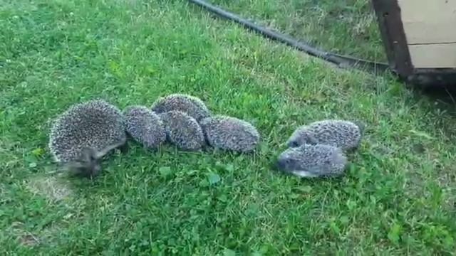 Дисциплинированные туристы