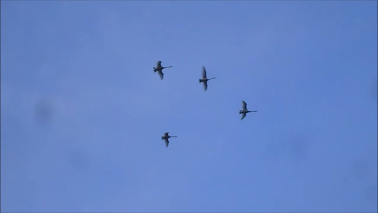 над рекой летели лебеди