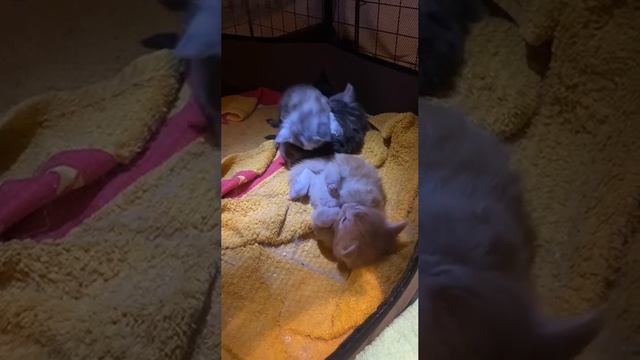 Литтер С. Веселая возня в ясельной группе.