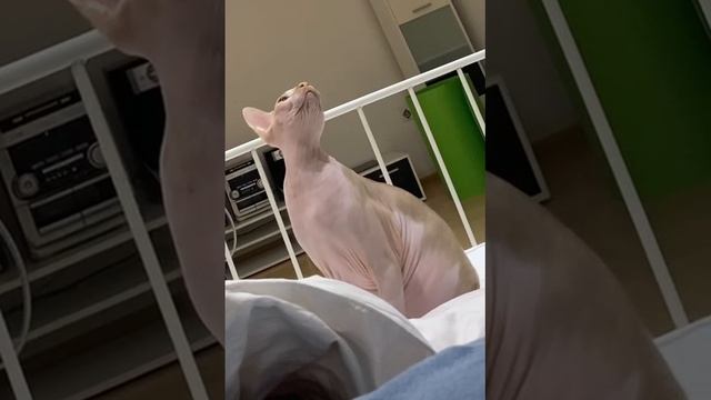 Ну ни какого покоя от мух