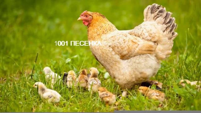 ПЕСЕНКА вышла КУРОЧКА гулять свежей травки пощипать -3 раза