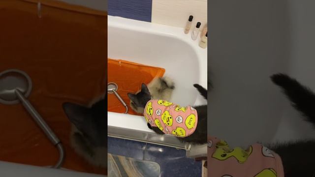 купание котенка Юкки и щенка Микки