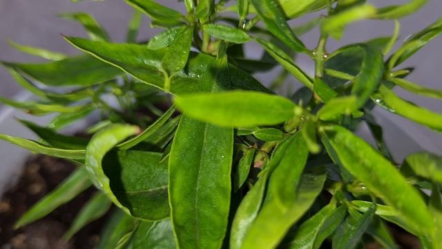 Мирт Персидский 6