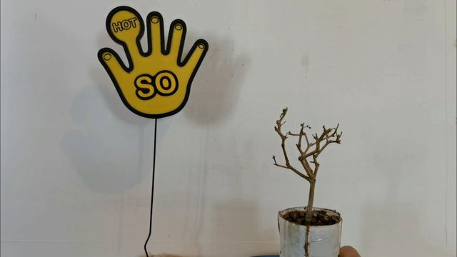 Бонсай из Граната в мини плошке.