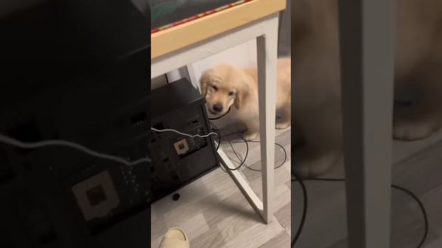 Смешные собаки #собаки