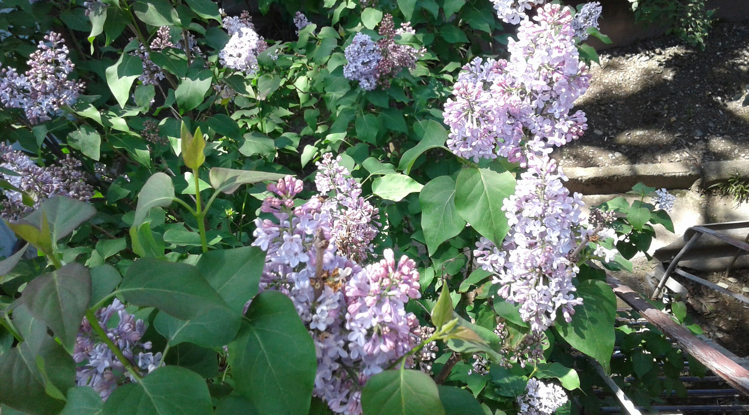 Мой сад весной .