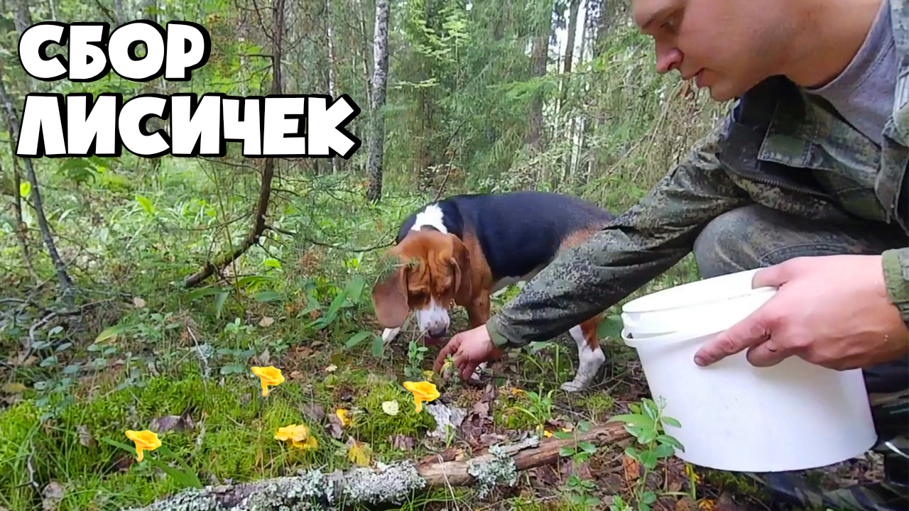 НА РАЗВЕДКУ ЗА ЛИСИЧКАМИ НА ВОЕННЫЙ ПОЛИГОН