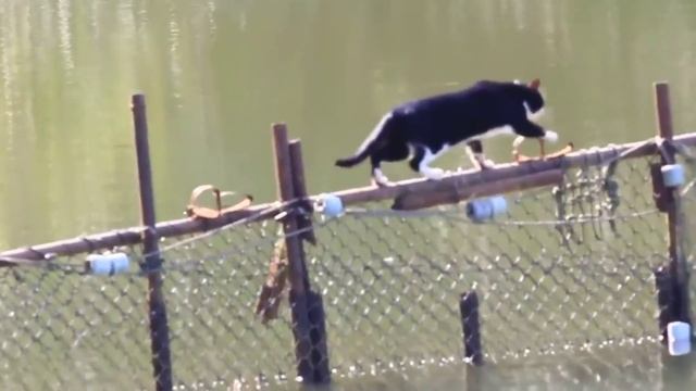 Из простого котёнка в морские котики.