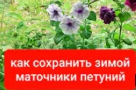 Сохранение маточников петуний в зиму.