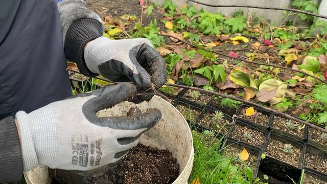 Черенки голубой ели через 11 месяцев