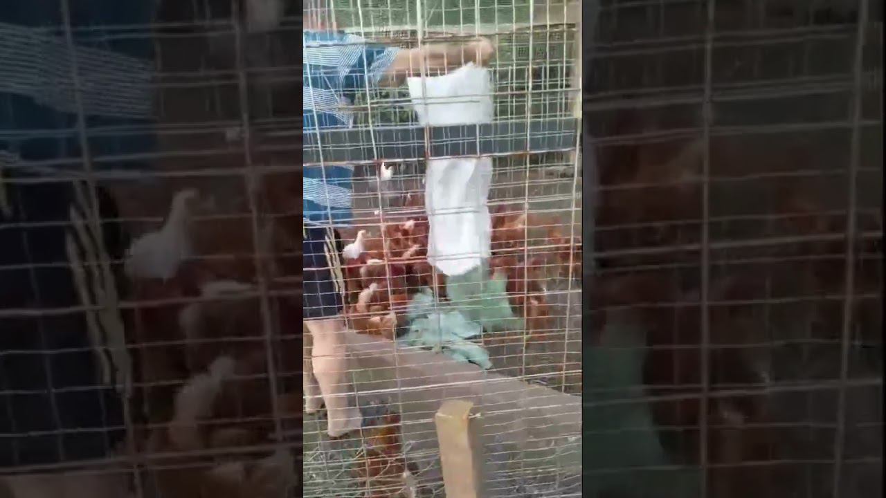 Пока мы в отъезде - курам привезли гостинчик #chicken #куры #подкормка