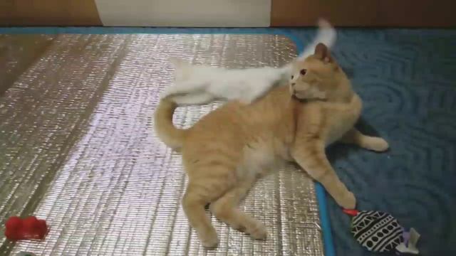 Вечерние игры кошек