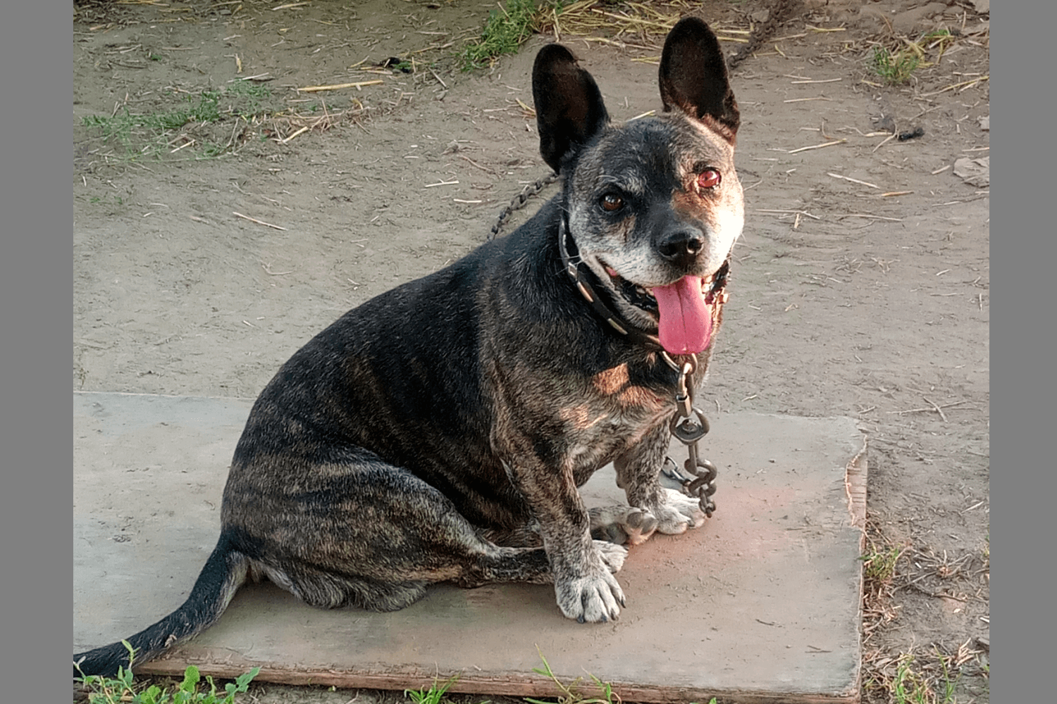 Любимый Джеррик. Всегда будем помнить (02.07.2008 - 08.08.2022, 14 лет)