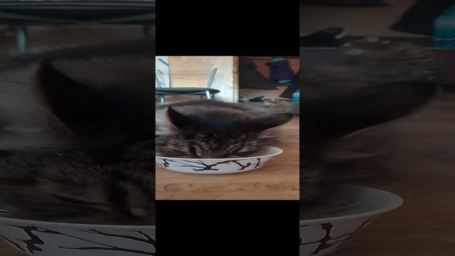 Красавец Тимоша, что за порода?