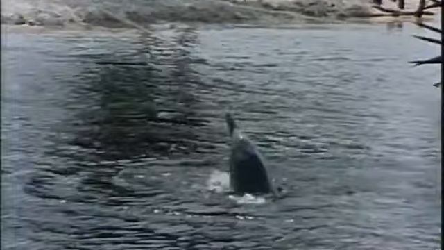 55 1983 Зачарованная река - Подводная одиссея команды Кусто