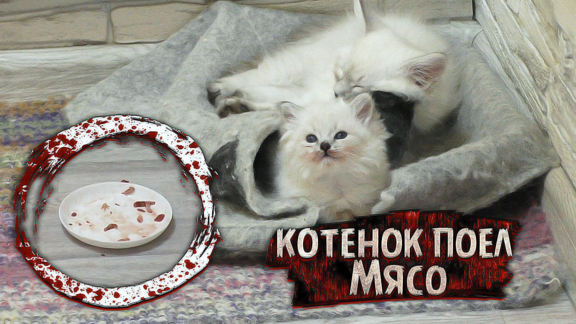 Котенок поел Мясо / Невские Маскарадные Котята