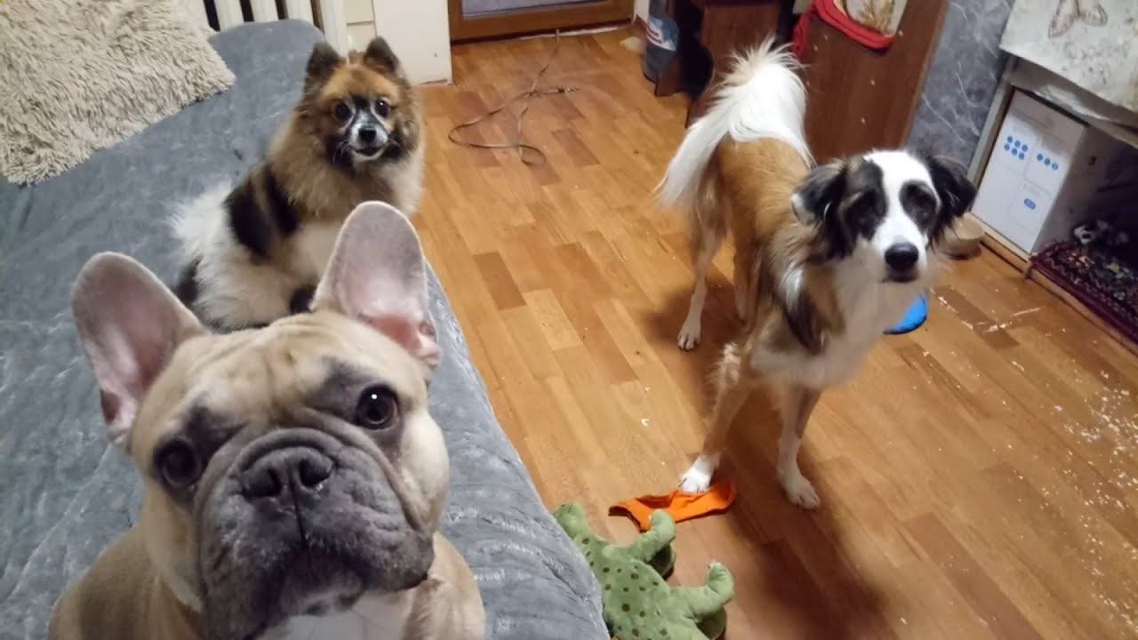 Соображаем на троих. Шуля, Жорик, Джоли