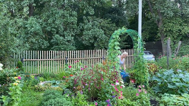 Жара!!! Слизни съели все перцы и баклажаны, а мне досталось убирать ботву!!!