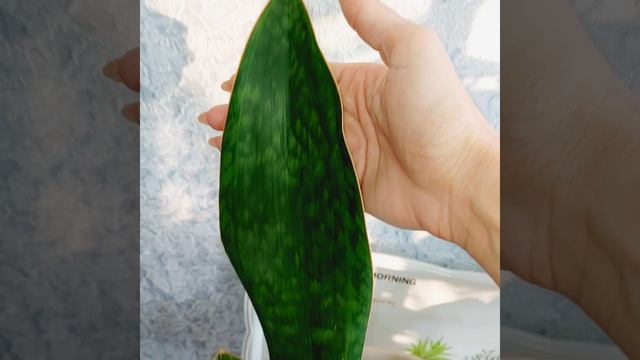 #Сансевиерия Масониана??Самая мощная в моей коллекции? #Азия ? #цветы #растения #shorts