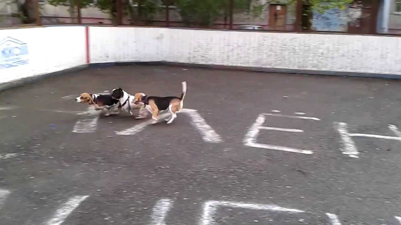 Бигли Фока, Альтаир, француз Борман 22.05.2013 ч.1