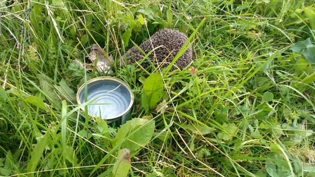 Хищный ежик с жадностью доедает курицу