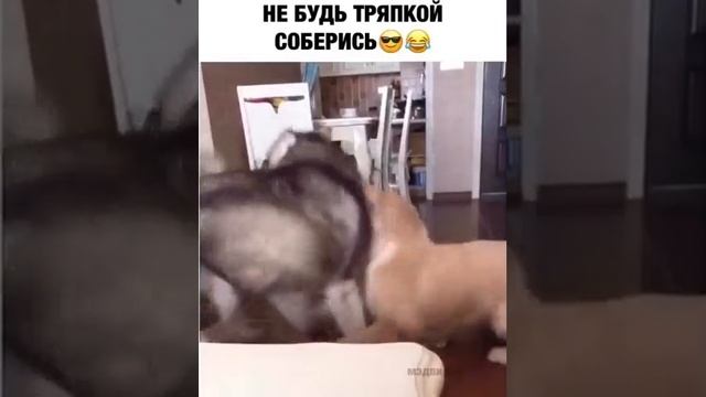 не будь тряпкой