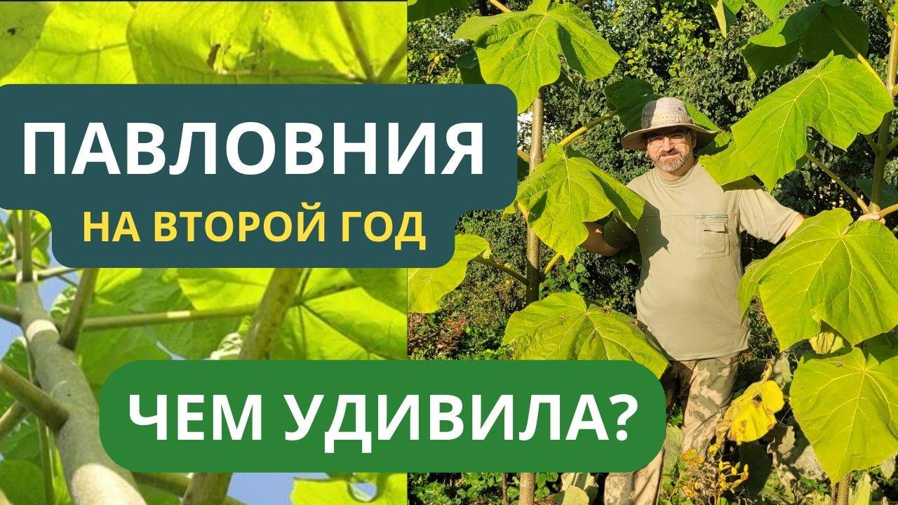 Павловния войлочная. Чем удивила на второй год