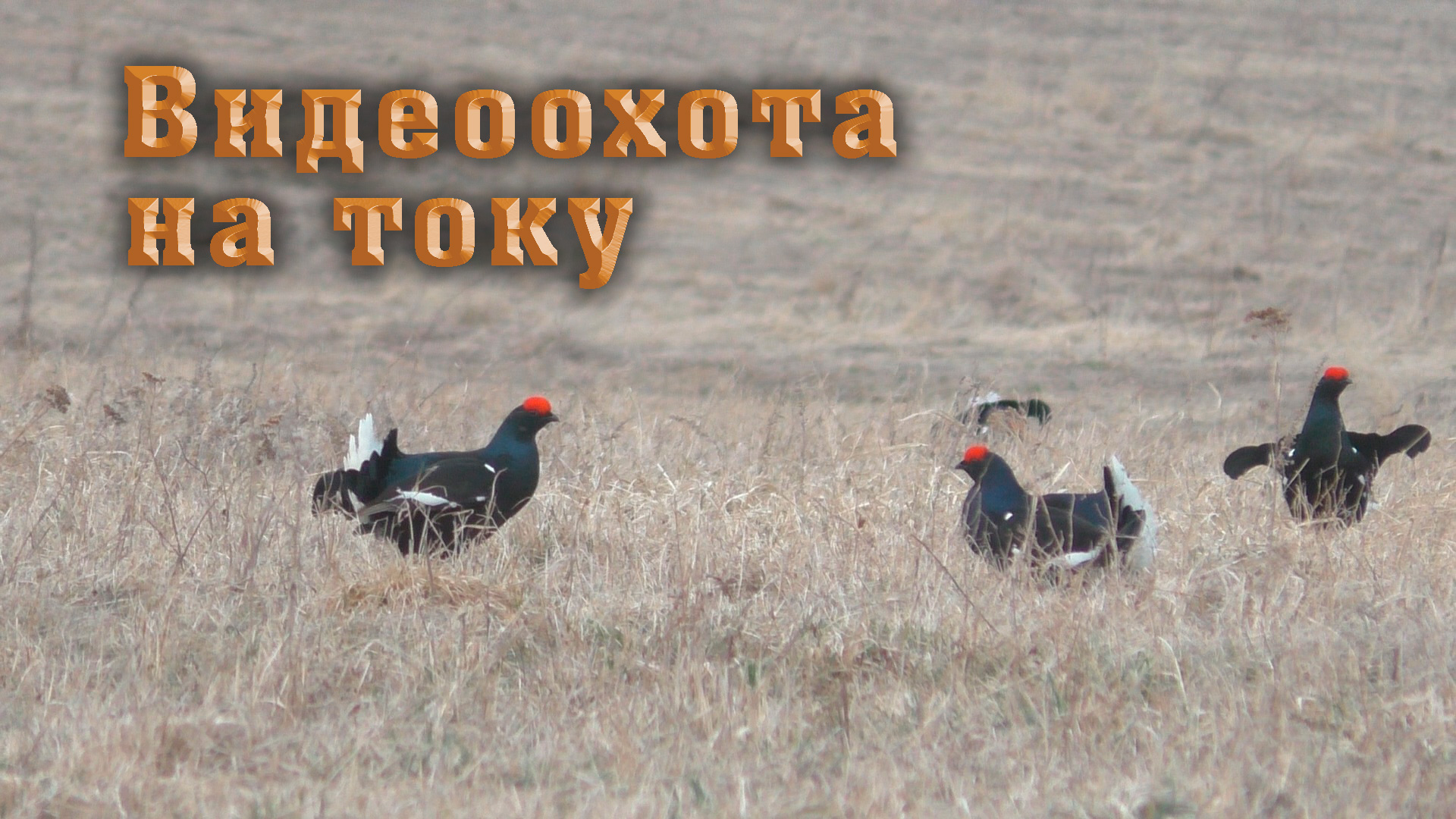 Видеоохота на тетерева на току. Петухи дерутся.