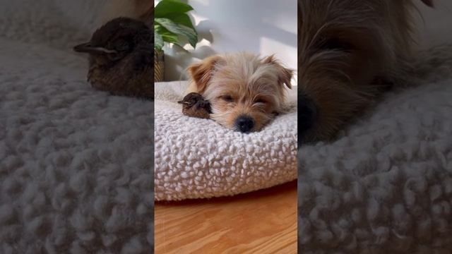 Необычная дружба )))