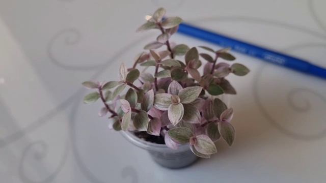 Каллизия розовая пантера и эписция красная