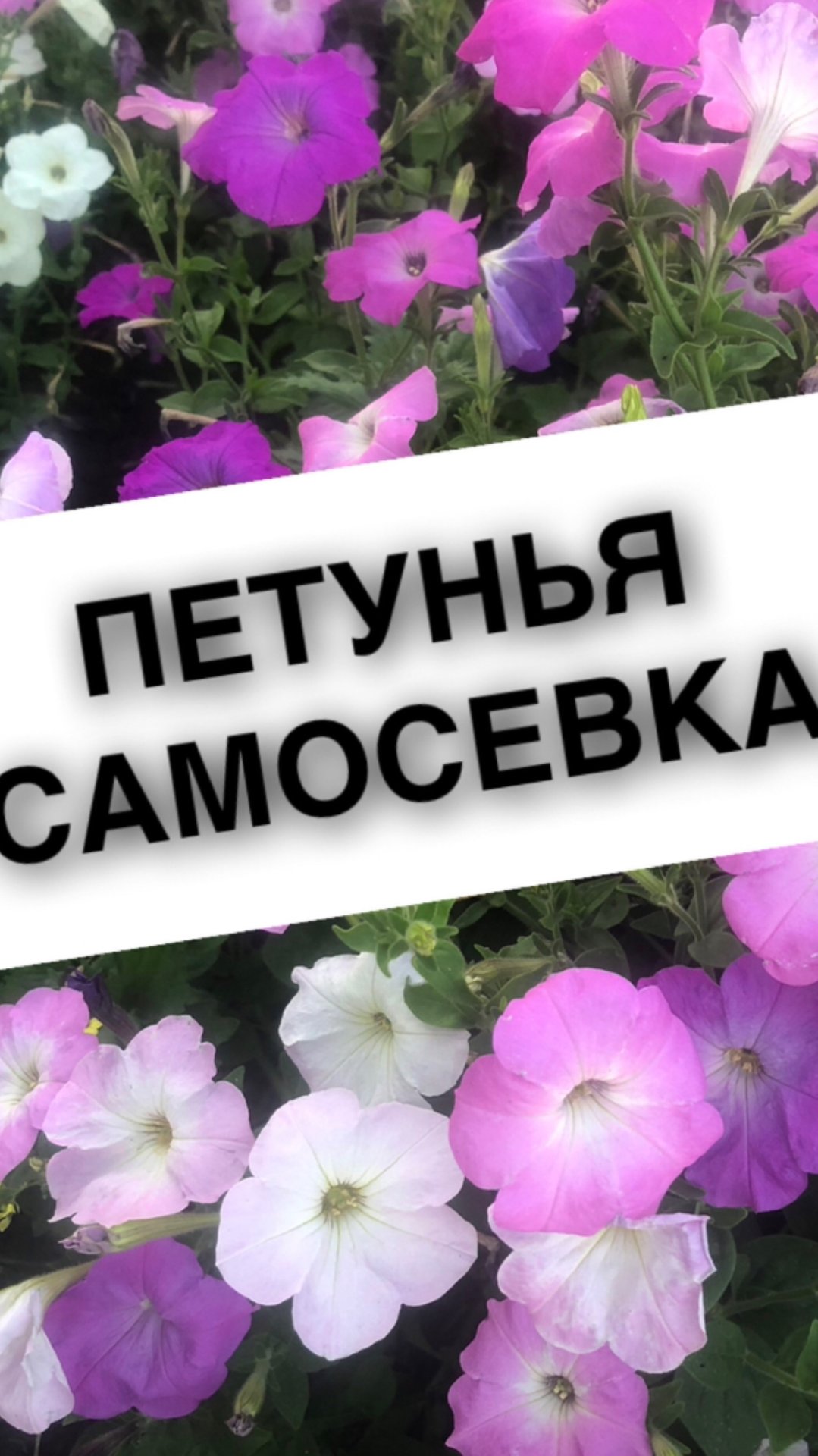 Цветы самосевы