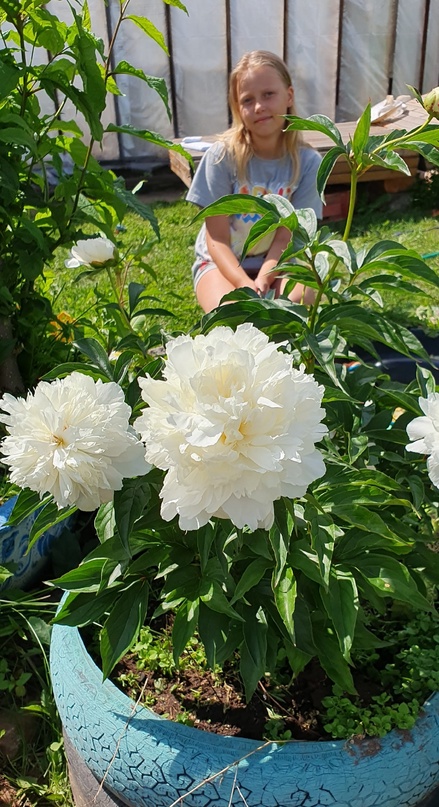 дела дачные. Лето.