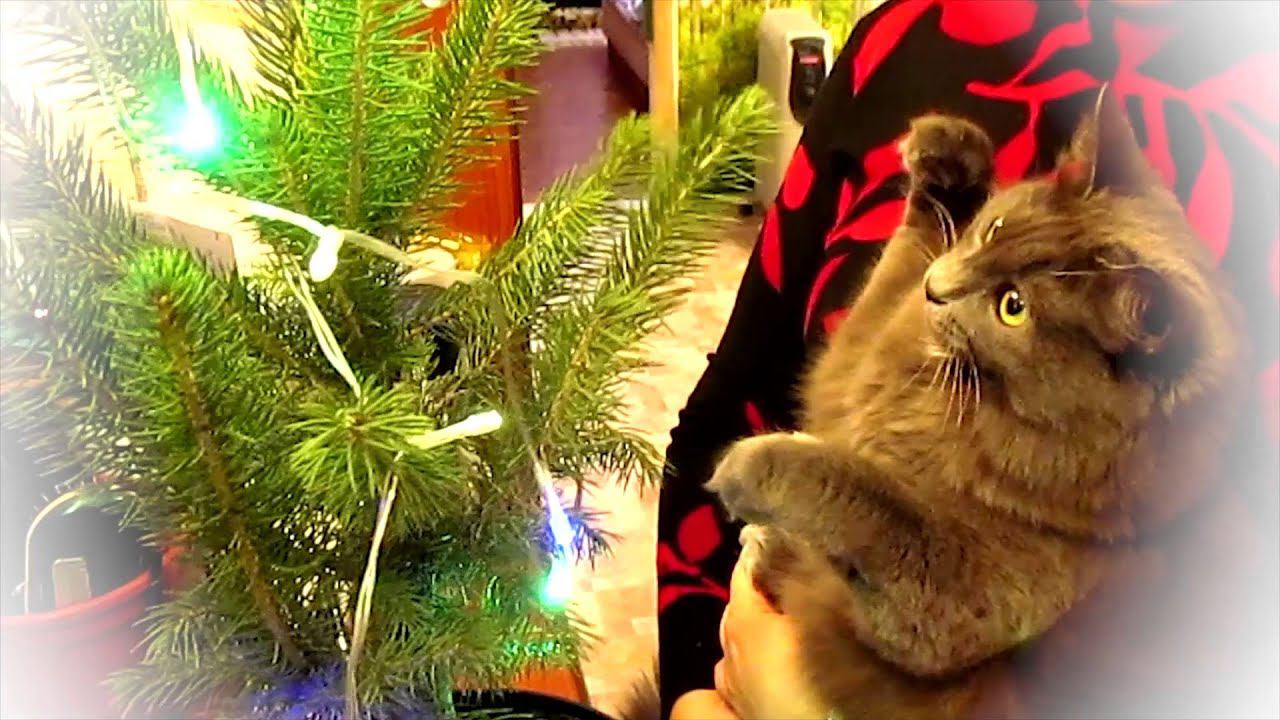 Кошка Пуся и маленькая ёлка