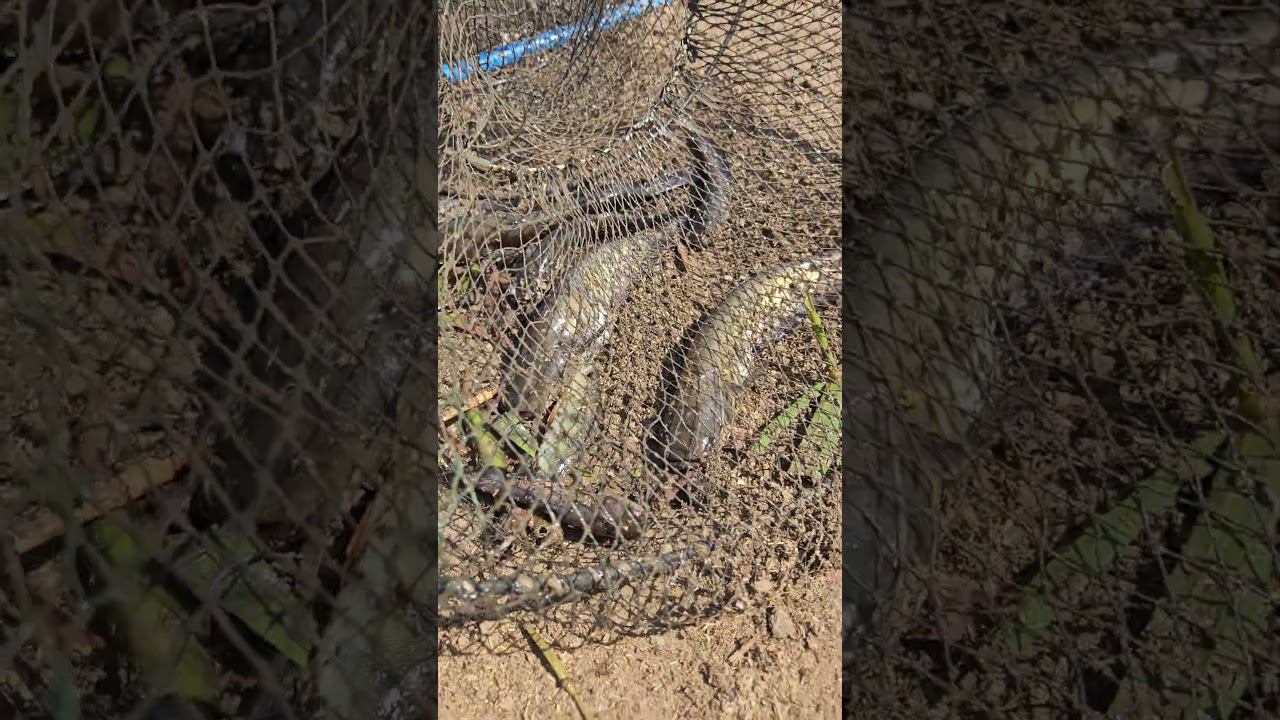 Поймали Сомят в Китайской Верша Ладушка (Вентерь) Рыбалка в Дагестане