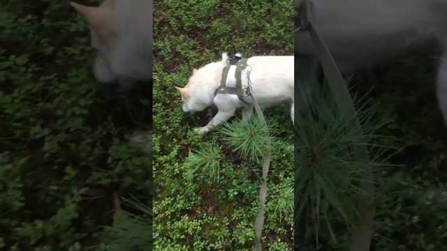 Собака собирает чернику.